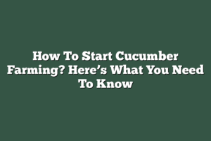 How To Start Cucumber Farming? Here’s What You Need To Know ...