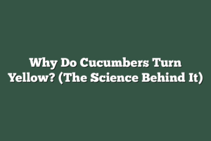 Why Do Cucumbers Turn Yellow? (The Science Behind It) – vegpursuits.com